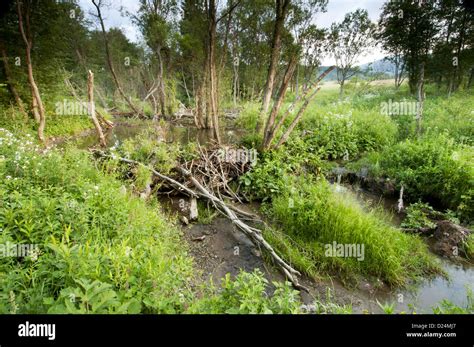 Eurasian Beaver Castor Fiber Dam In Flooded Beaver Pond Habitat In