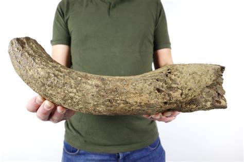 Pleistocene Bison Fossil Bone Catawiki