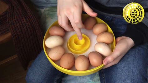 Comment R Ussir Des Poussins En Couveuse Temp Rature Et Humidit Dans