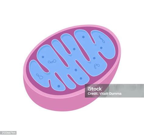 Vector Diagram Of Mitochondria Crosssection View Medical Infographics Stock Illustration