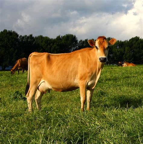 Dairy Cow Breeds With Pictures At Stephanie Smith Blog