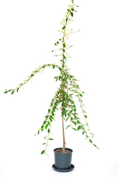 Cotoneaster Hybridus Pendulus Frank P Matthews