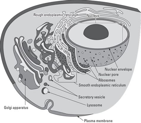 Your Body Your Cells Eukaryotic Cells Dummies