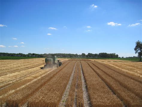 Land Of Liquid Wheat Plot Harvest Is Complete