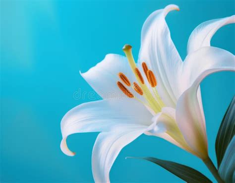 White Lily Flower Illustration Closeup Stock Image Image Of Elegant