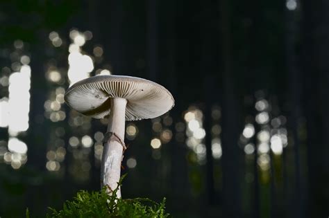 Gomba Lemez Moha Erdei Ingyenes fotó a Pixabay en Pixabay
