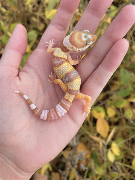 Looking Like Another Candy Land Super Excited To See Where This Goes Them Silvers Are Rocking