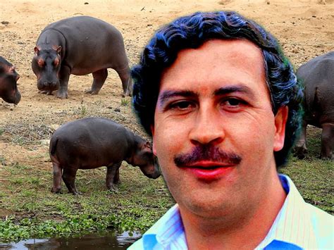 Hipopótamos De Pablo Escobar Llegan A México En Abril Meganoticias