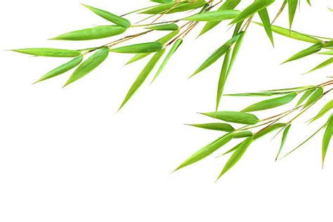 竹葉 圖畫、圖片和照片檔 Istock