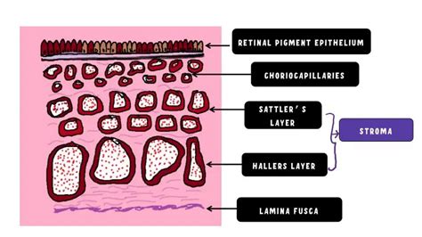 Anatomy Of Choroid Insight Ophthalmology