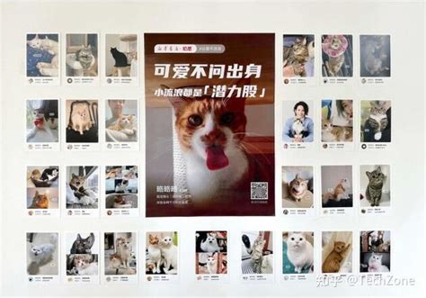 新华书店联合奶思猫粮发起关爱流浪猫公益行动 知乎