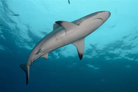 Обои море, акула на рабочий стол