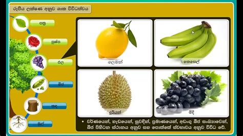 ශාක වල රූපීය ලක්ෂණ මොනවද Youtube