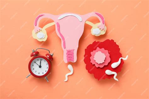 Premium Photo Concept Of Fertilization Period Of Ovulation Ovum
