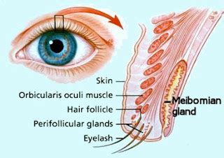 Moran Core What Are The Differences Between A Stye A Chalazion An