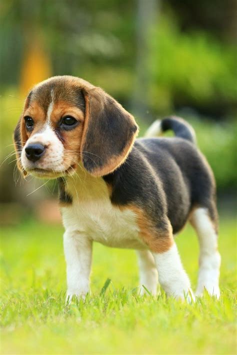 Cute Beagles Süße Hunde Und Katzen Süße Hunde Welpen Hunde Welpen