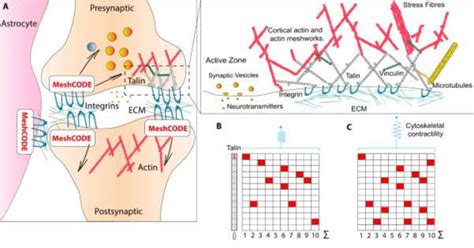The Meshcode A Schematic Diagram Of A Tripartite Synaptic Junction
