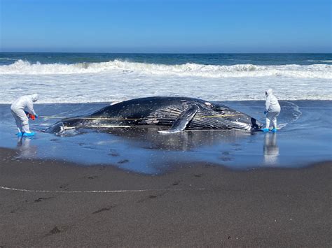 Día Mundial de las Ballenas y Delfines Sernapesca mantiene su
