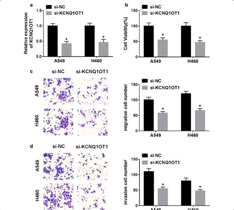 Kcnq1ot1 Knockdown Inhibited Proliferation Migration And Invasion Of