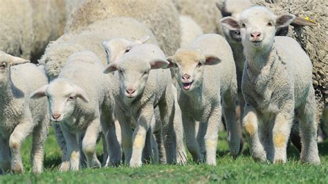 Higher Prices And Export Wins For Sheep Meat Market Reports Meat
