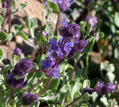 Purple Sage Salvia Dorrii In The Salvias Database