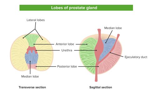 Prostata Aufbau Und Funktionen Gbbg