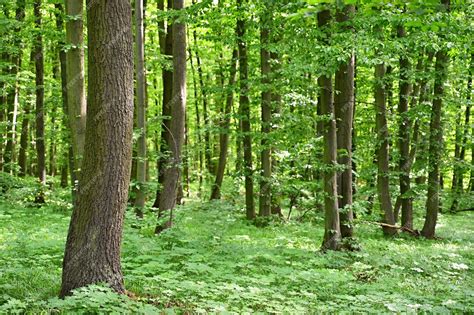 Deciduous Forest Spring