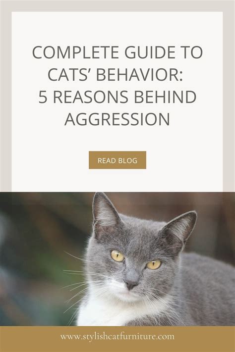 Cat Behavior Facts Cat Behavior Problems Training A Kitten Indoor