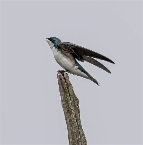 Tree Swallow Photograph By Terri Pouliot Fine Art America