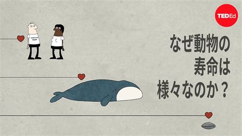動物の寿命の長さが様々である理由 ジョアン・ペドロ・デ・マガリャンイス Youtube