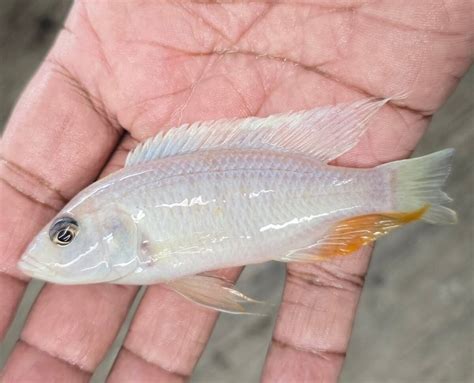 Shop Beantown Aquatics