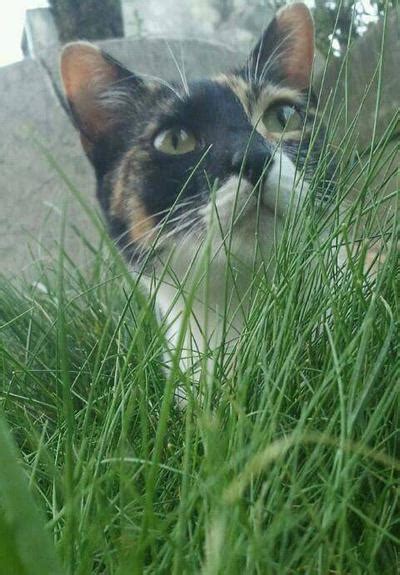 Coco Grass By Glorialucii On Deviantart
