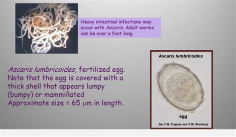 Gi Worm Infections Flashcards Quizlet
