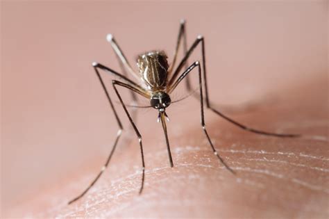 Tetravalent Dengue Vaccine Candidate Granted Priority Review