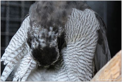 オオタカとクマタカの目 野鳥の素顔 野鳥と日々の出来事