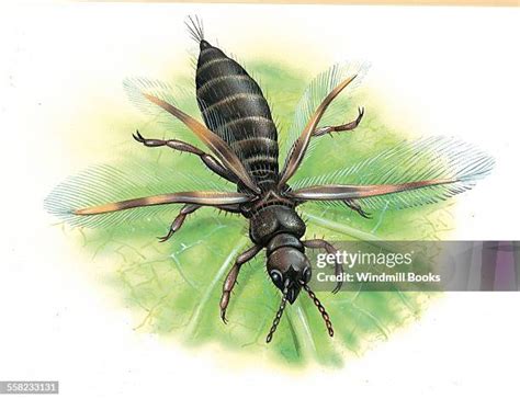 Exopterygota Photos And Premium High Res Pictures Getty Images