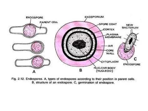 Endospore Pptx