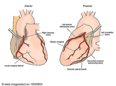 Anatomical Illustration Of The Arteries Of The Heart Anatomical