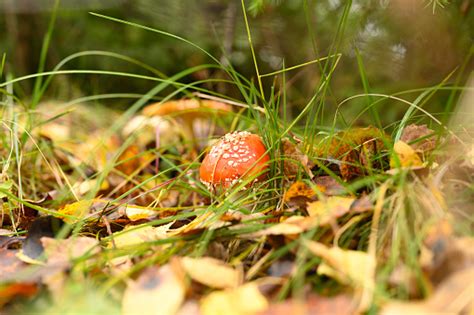 버섯은 가을 숲 배경에 잔디에서 Agaric 비행 독성 및 환각 제홍독성 아마니타 무스카리아 곰팡이 매크로 자연 환경에서 닫아