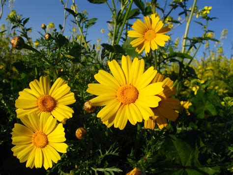 יויו רקעים שם הרקע חרציות