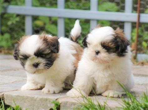 A Donner Contre Bon Soins Chiots Shih Tzu