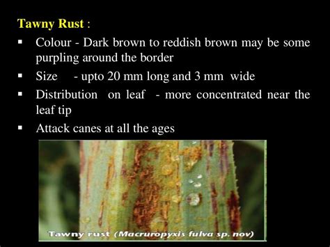 Rusts Of Sugarcane