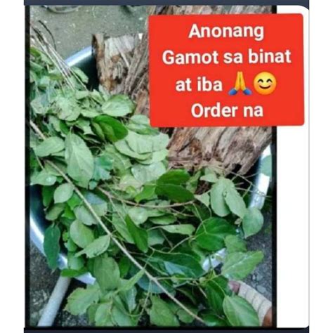 Anonang Leaves Gamot Sa Binat At Iba Pa Legit 100 Galing Mismo Sa