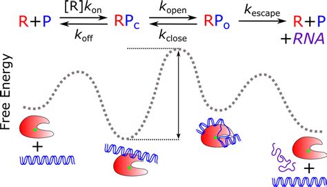 Kinetic Scheme Of Initiation Used For Calculation Of Free Energy