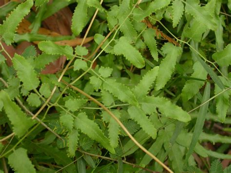 Old World Climbing Fern Lygodium Microphyllum Flower Leaf Care