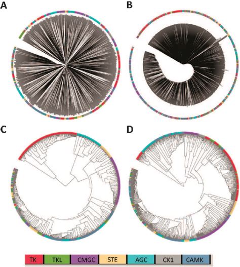 Classification Of Protein Kinases Clustering Of Protein Kinase