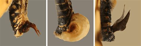 The Complicated Sex Lives Of Butterflies