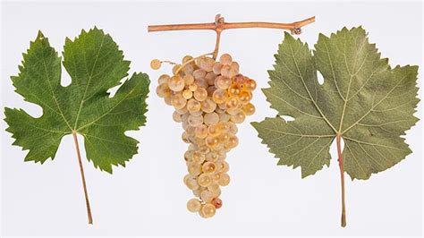 ტაბიძისეული თეთრყურძნიანი საღვინე ვაზის ჯიში აგროკავკასია