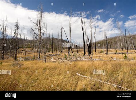 Waldbrand in yellowstone Fotos und Bildmaterial in hoher Auflösung