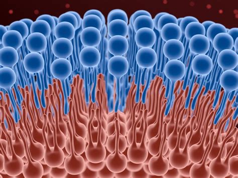 Lipidomics Applications General Metabolics